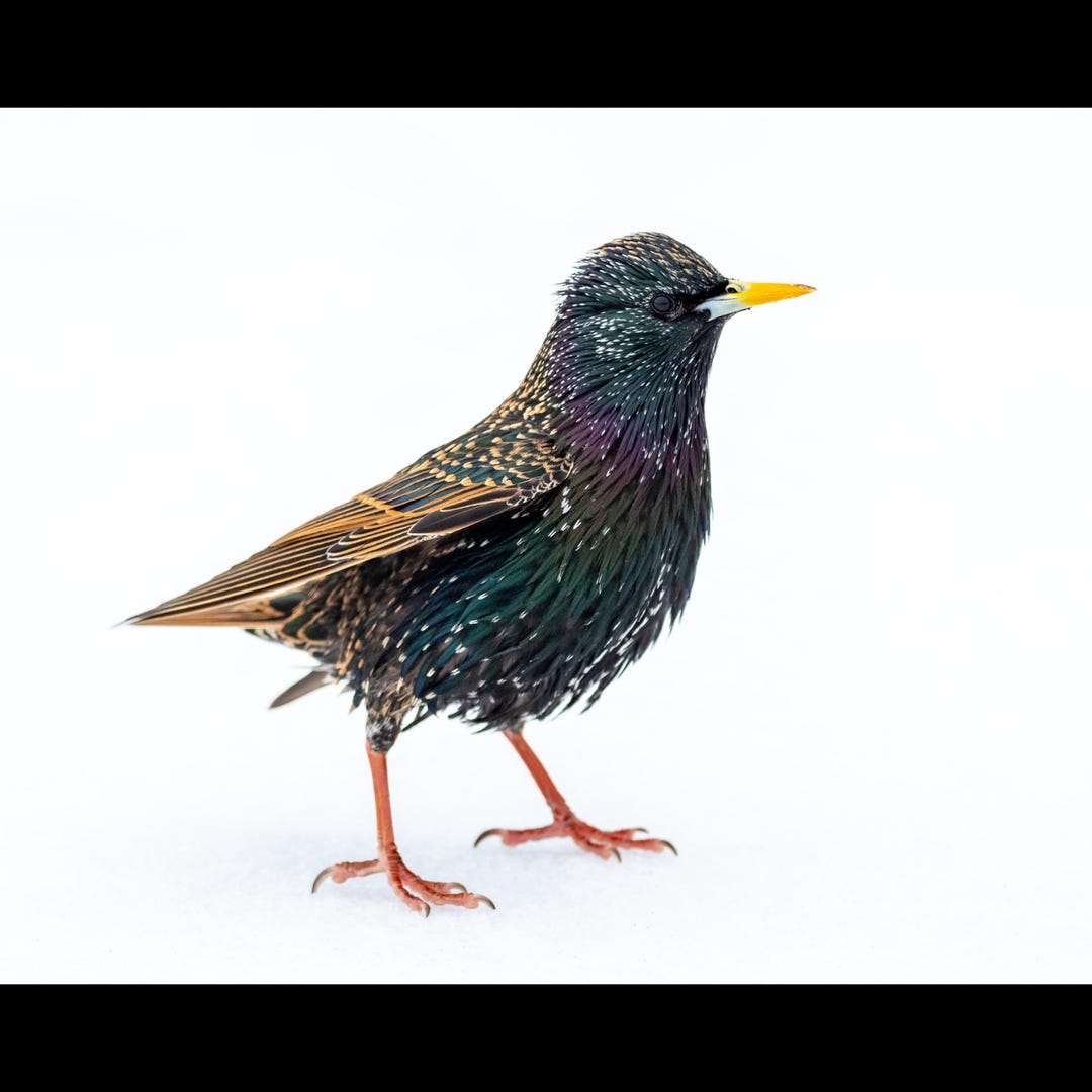 Common Starling Portrait Wall Print, Metal Prints, Nature Photography ...