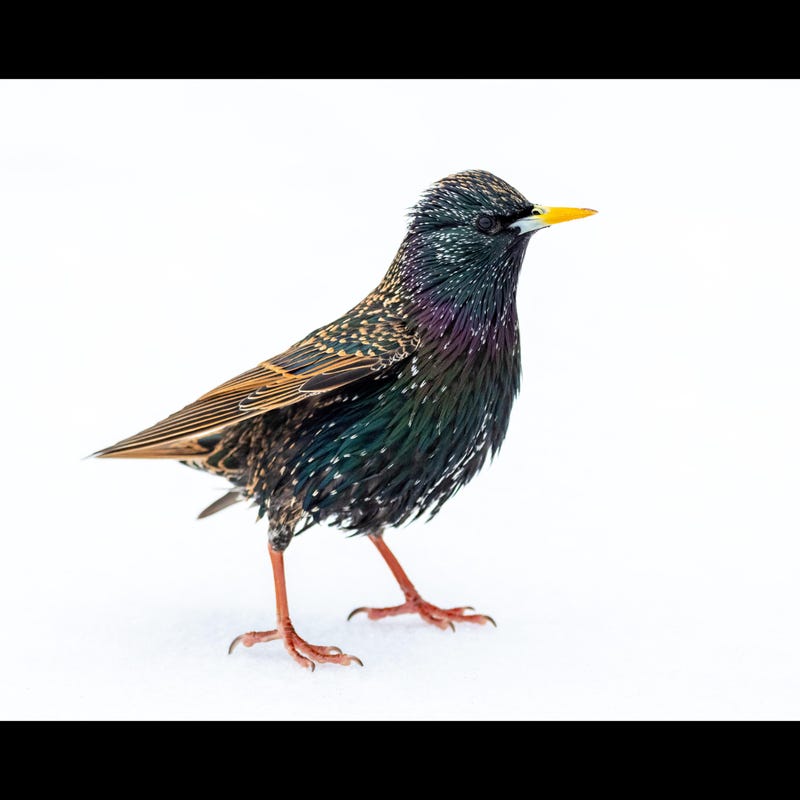 Photography Starling Bird - Etsy