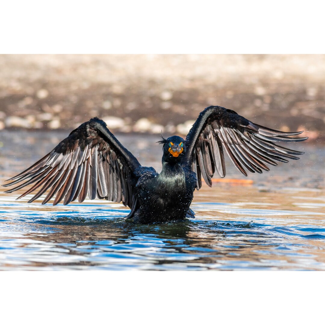 Double Crested Cormorant Portrait Wall Print, Metal Prints, Nature ...