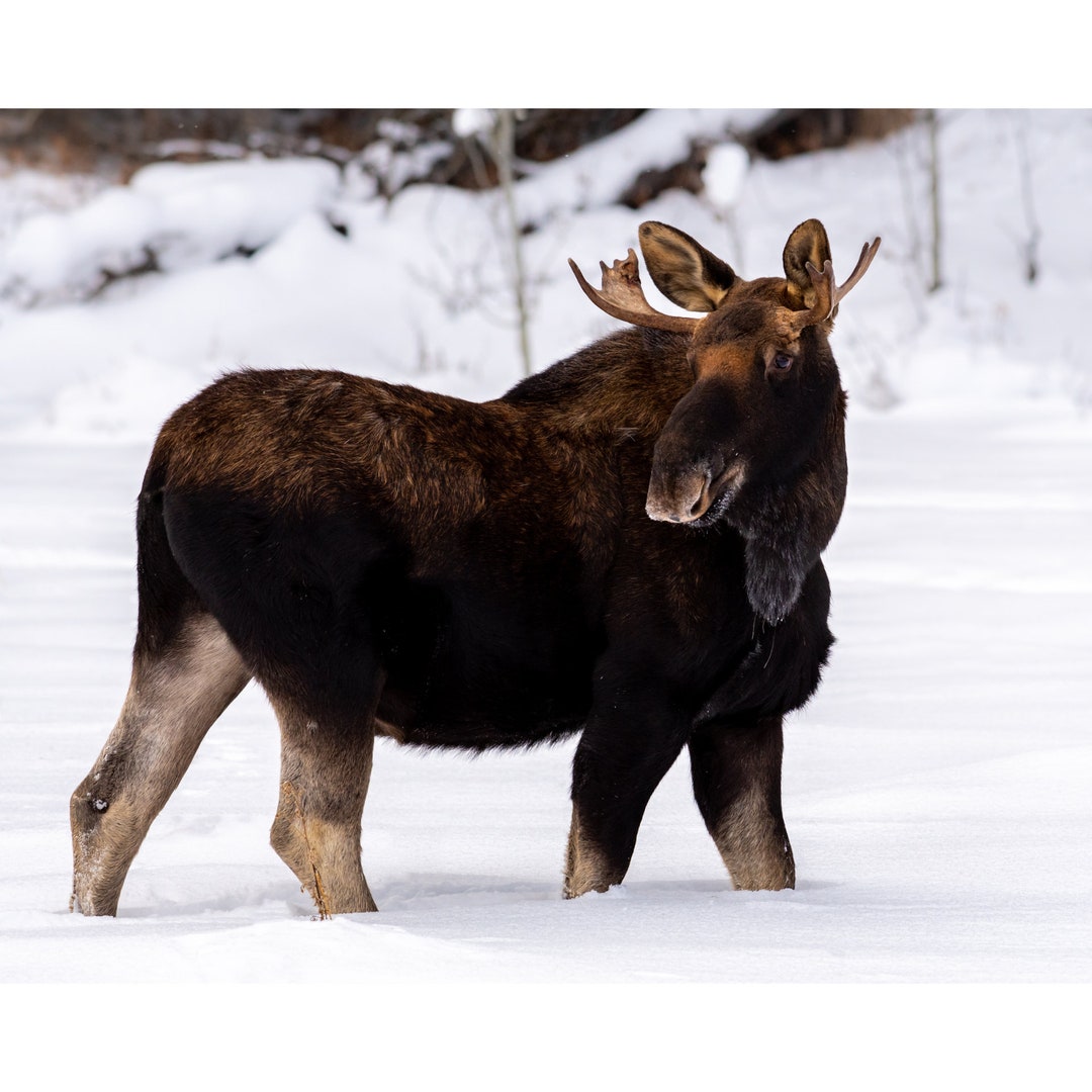 Moose Portrait Wall Print, Metal Prints, Nature Winter Photography ...