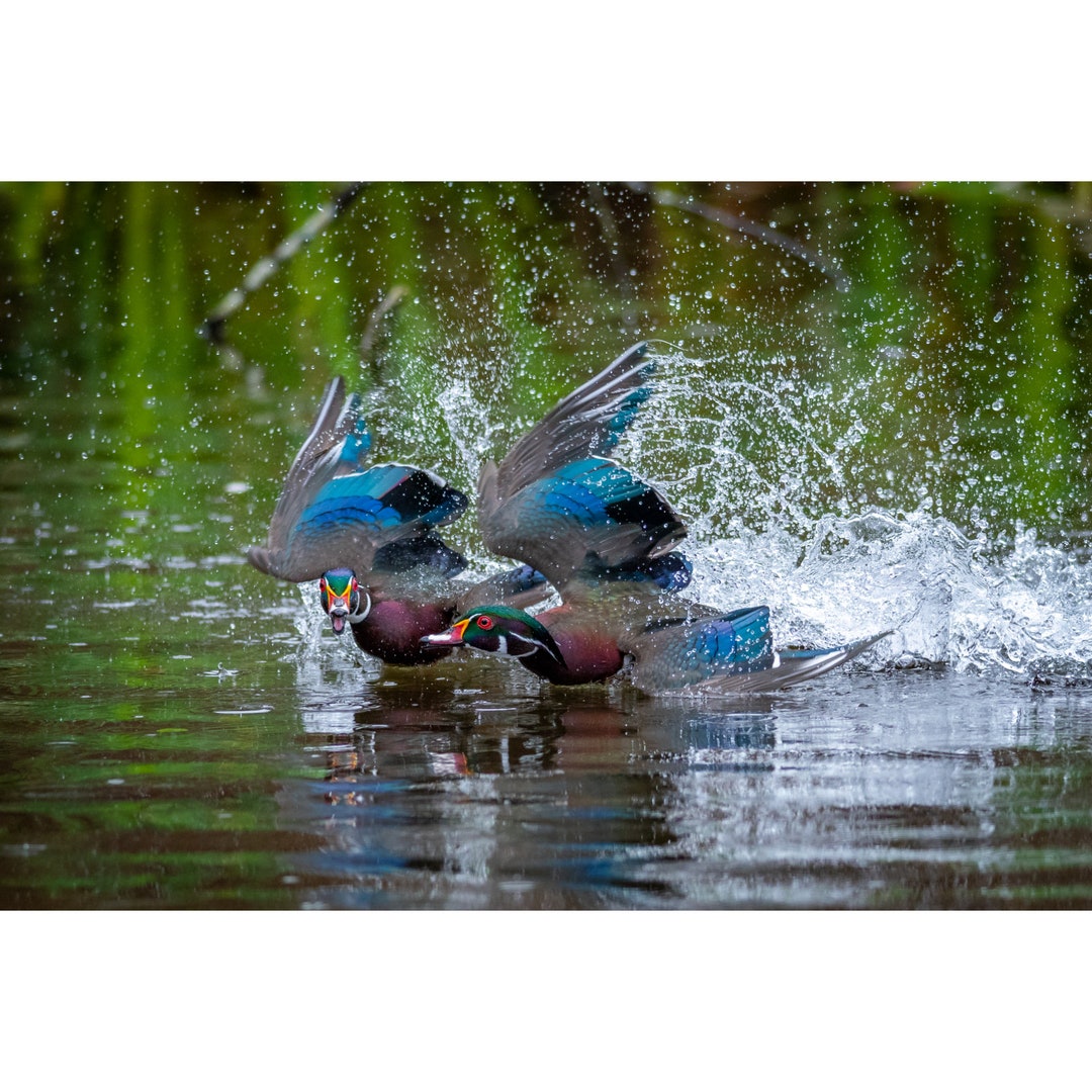 Wood Duck Drakes Wall Photo Print, Metal Prints, Nature Birding Canvas ...