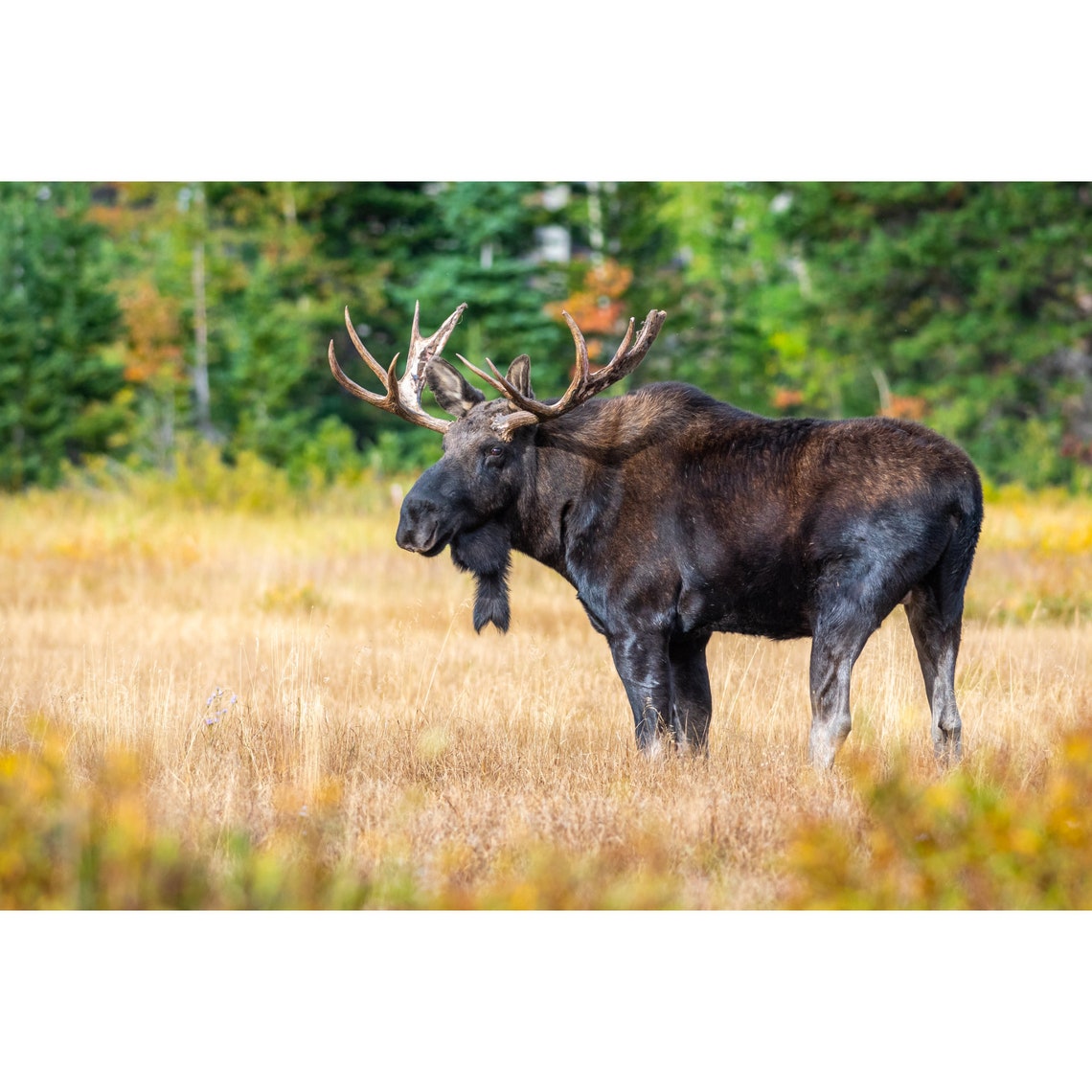 Bull Moose Portrait Wall Print Metal Prints Nature - Etsy