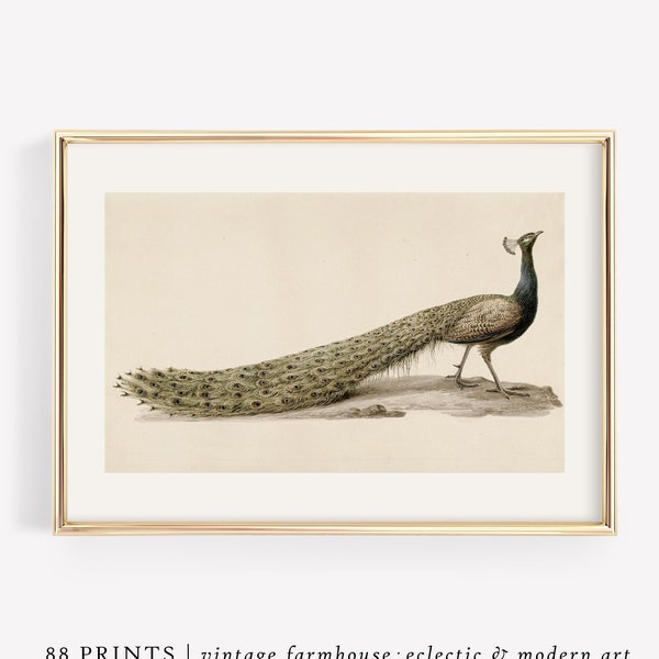 Peacock Decor - Etsy