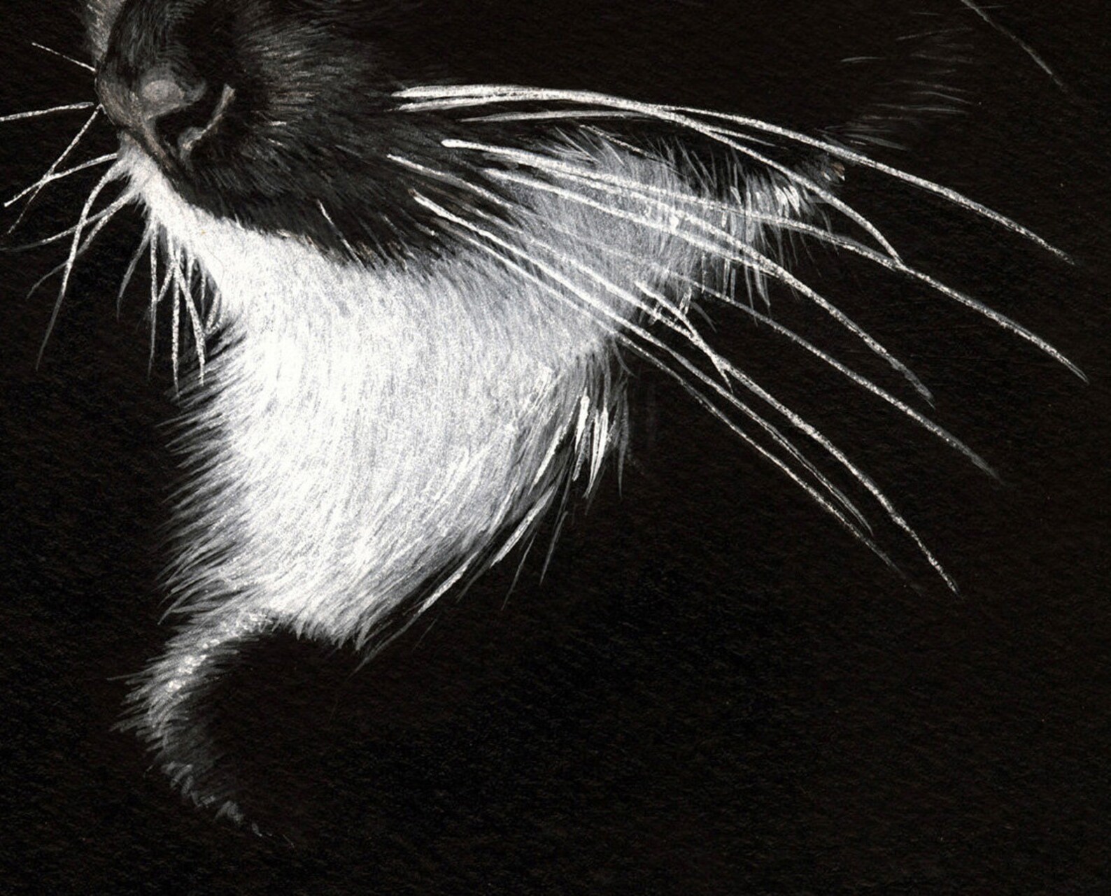 Leon, Open Edition Cat Print, by Vic Bearcroft - Etsy