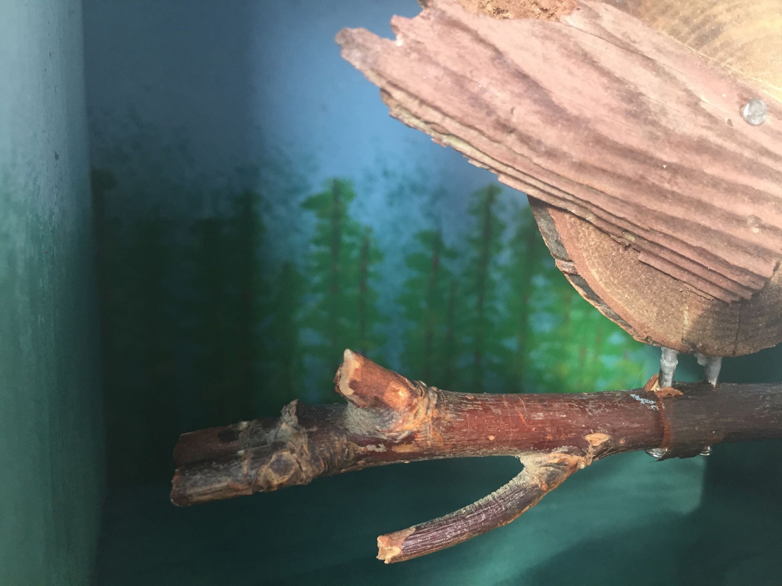 Bird Box Unique Design Driftwood Bird - Etsy