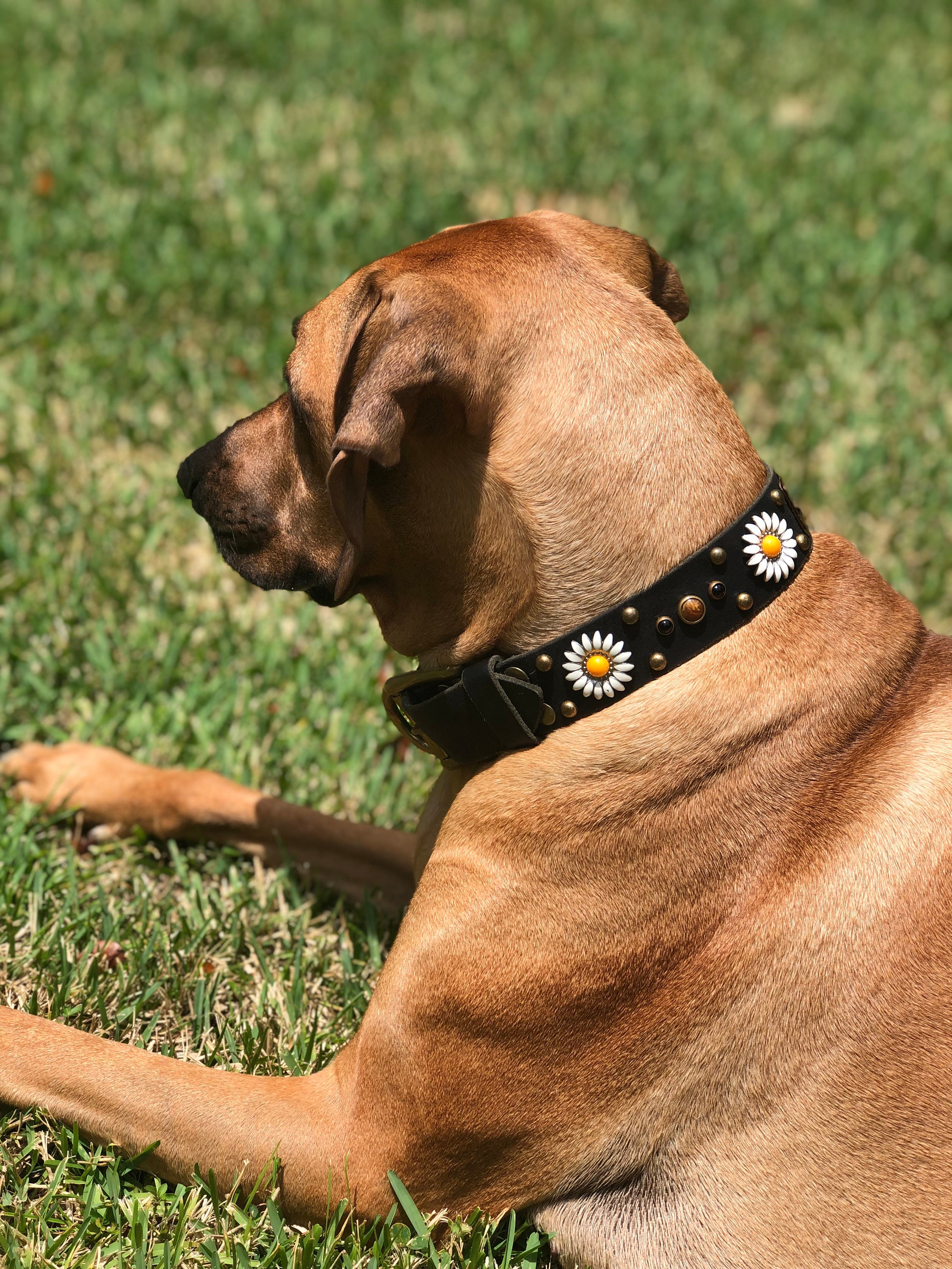 Floral Trendy Girly Leather Dog Collar Personalized Copper & - Etsy