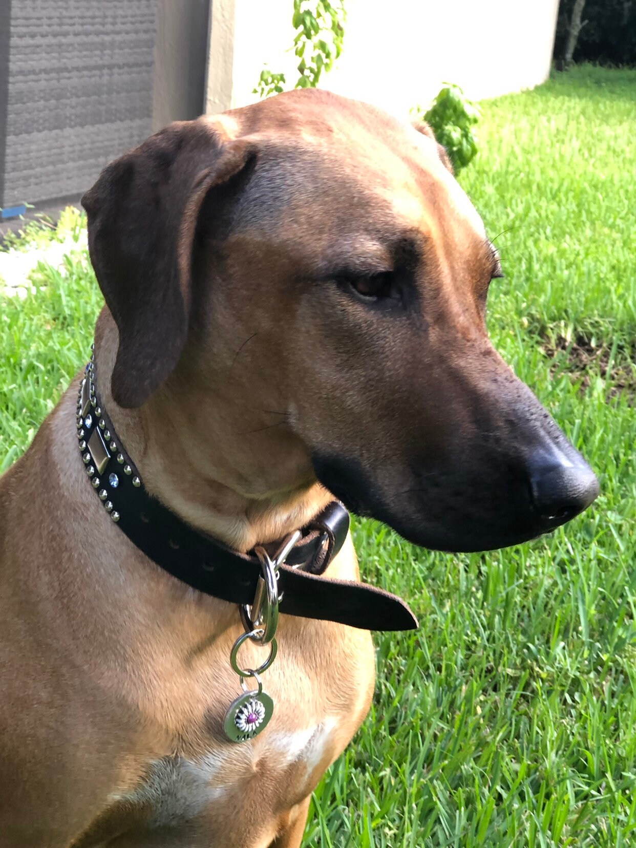 The Daisy Tag Hand stamped Pet Dog Tag Dog ID Etsy the-daisy-tag-hand-stamped-pet-dog-tag-dog-id-etsy