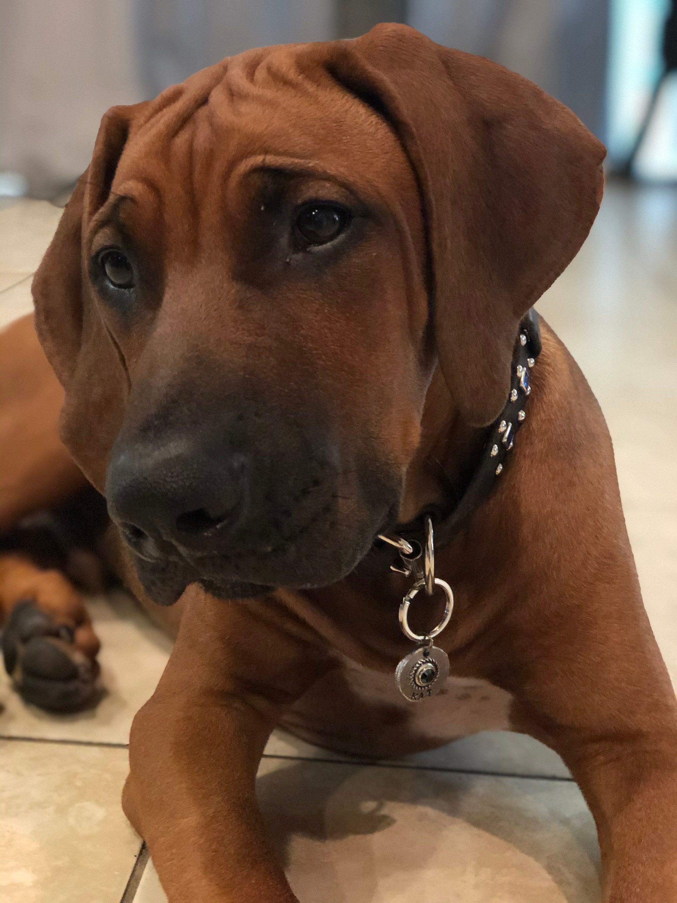 Swarovski Crystal Dog Tag – Hand Stamped Personalized Pet ID, Roped ...
