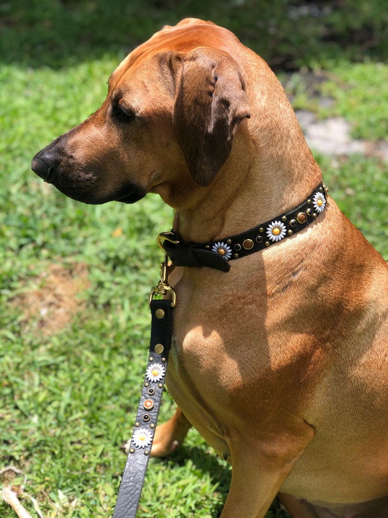 Floral Trendy Girly Leather Dog Collar Personalized Nature | Etsy