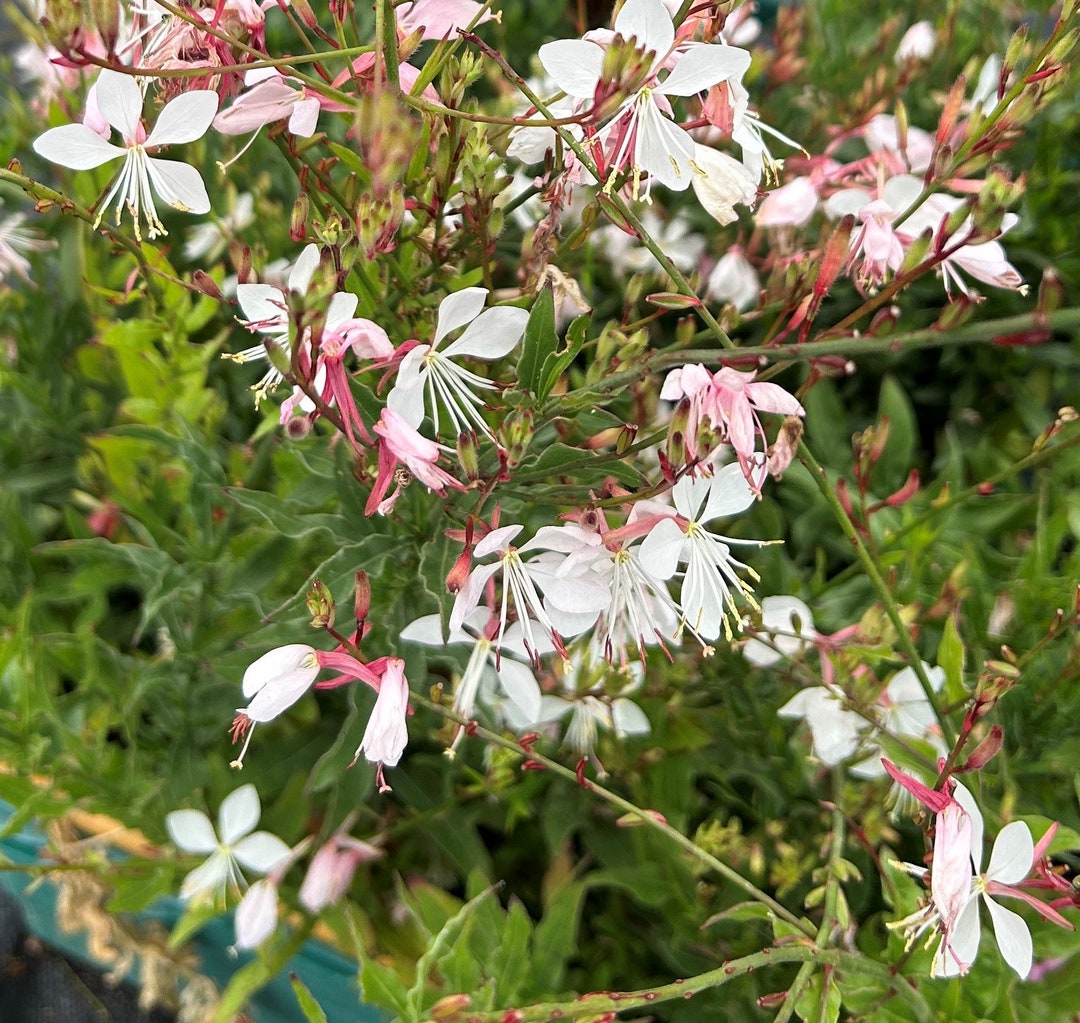 Gaura Lindheimeri the Bride Herbaceous Perennial Border Garden Bare ...