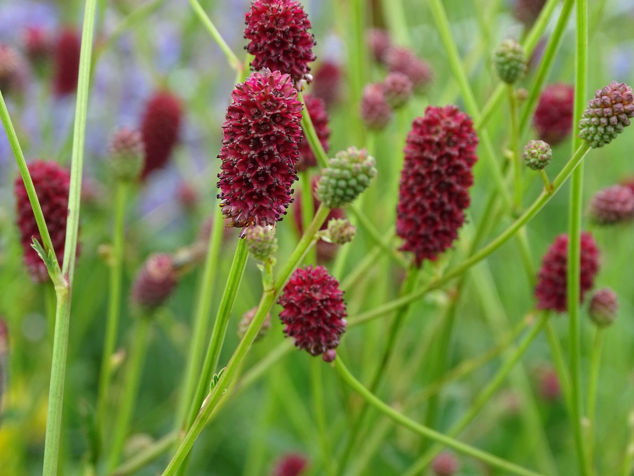Sanguisorba Great Burnet Herbaceous Garden Perennial Border 9cm Potted ...