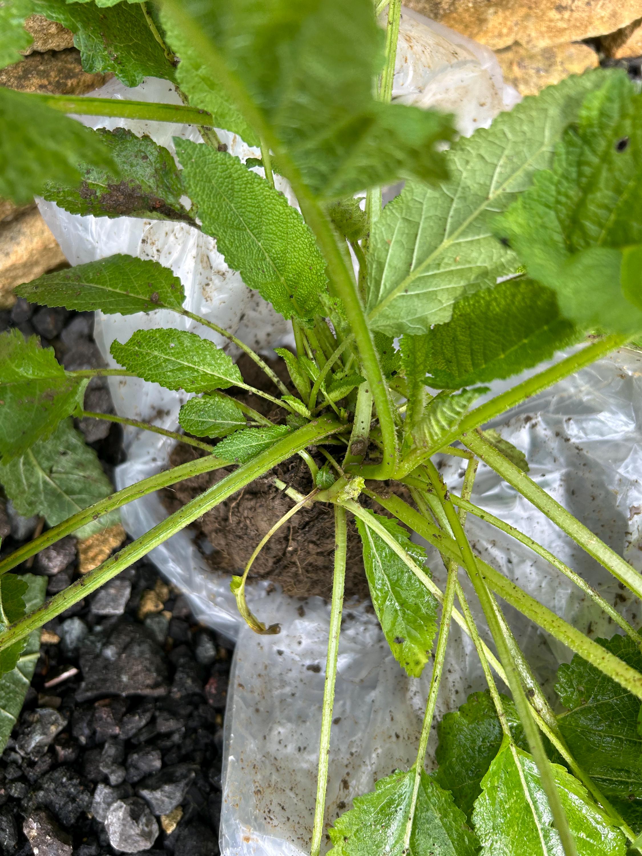 Salvia Pratensis White Flowering Swan Lake 1 Bare Root Plant Hardy ...