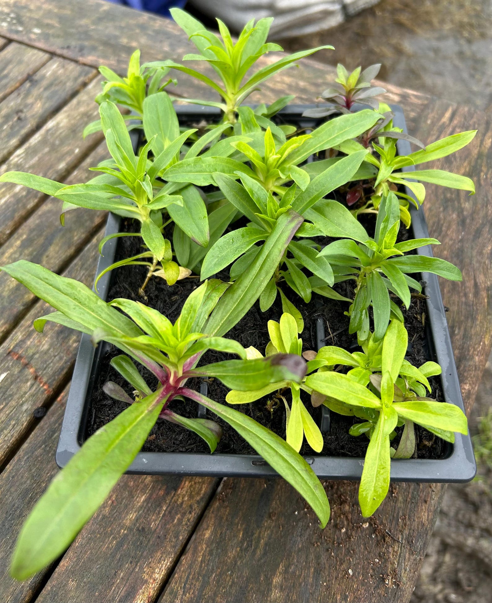 Sweet William Plants 12 Pack Mixed Colours Ready to Plant Out Now Not ...