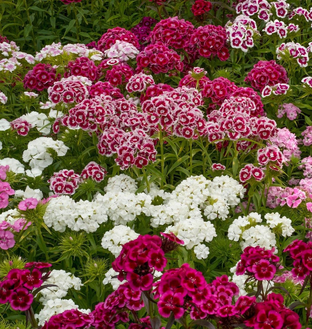 Sweet William Plants 12 Pack Mixed Colours Plants Ready to Plant Out ...