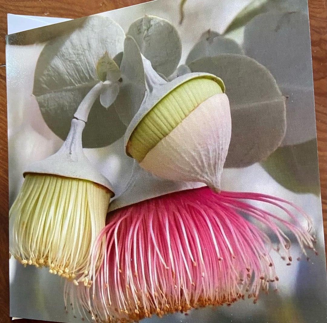 Gum Nut Flowering,floral,flower,native,my Photo, Original Art ...