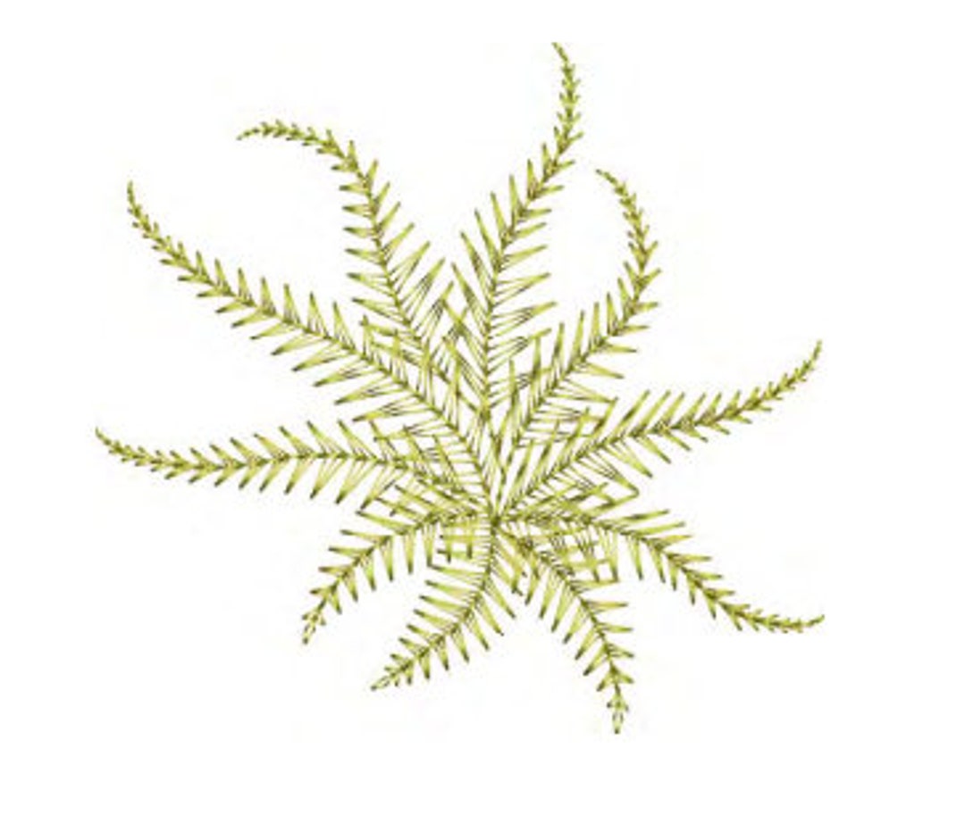 Fern Embroidery Design by Sue Box in 2 Sizes - Etsy