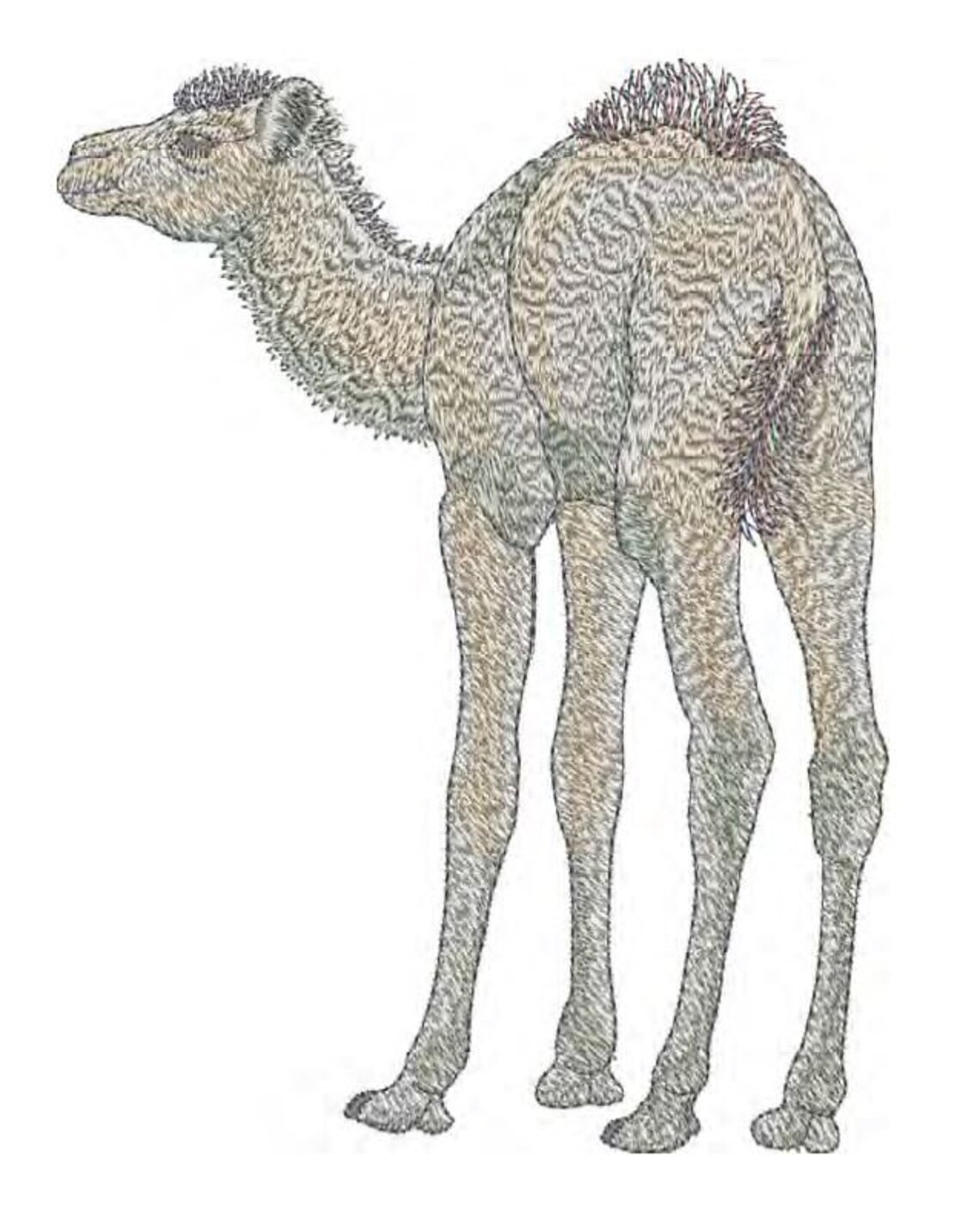 Camel Handsome Arabian Machine Embroidery Design by Sue Box - Etsy