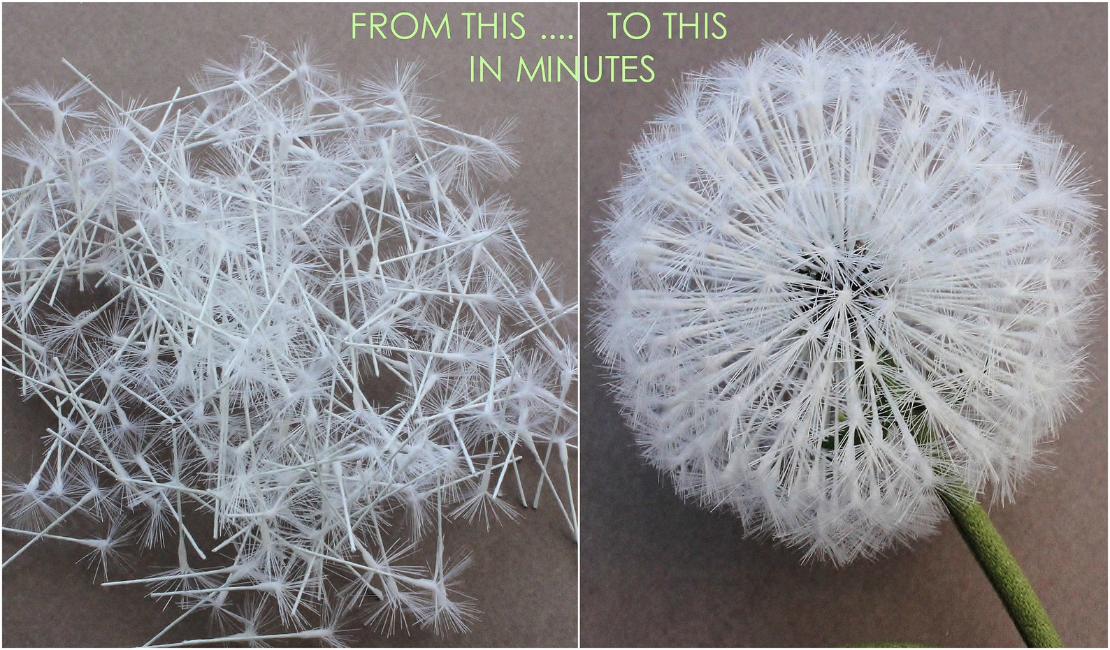 Special Offer SILK DANDELION Clock and Flower TUTORIAL + Diy Kit, Silk ...