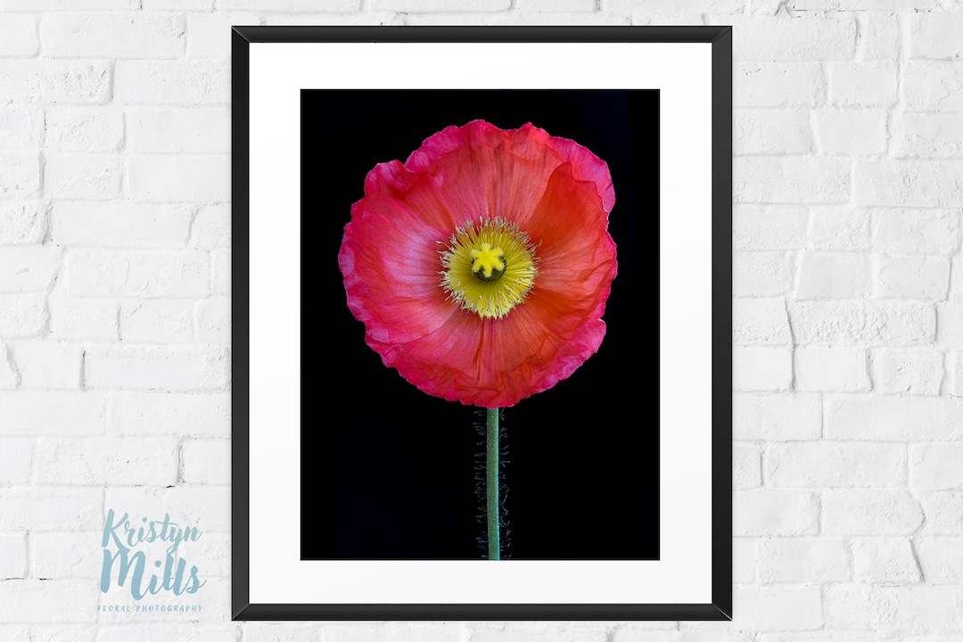 Magenta Poppy Macro Photography Print: Floral Wall Art (digital ...