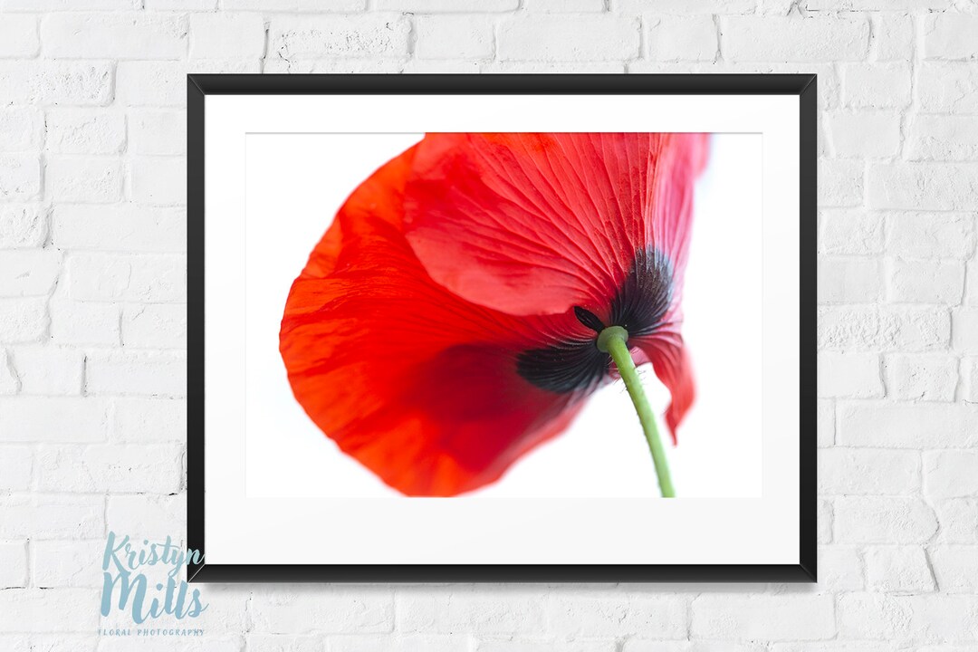Red Poppy Macro Photography Print: Floral Wall Art (digital Download ...