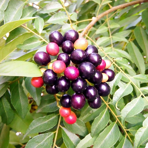 Indonesian Seeds 30 500 KOJA LEAF SEEDS Indonesian | Etsy