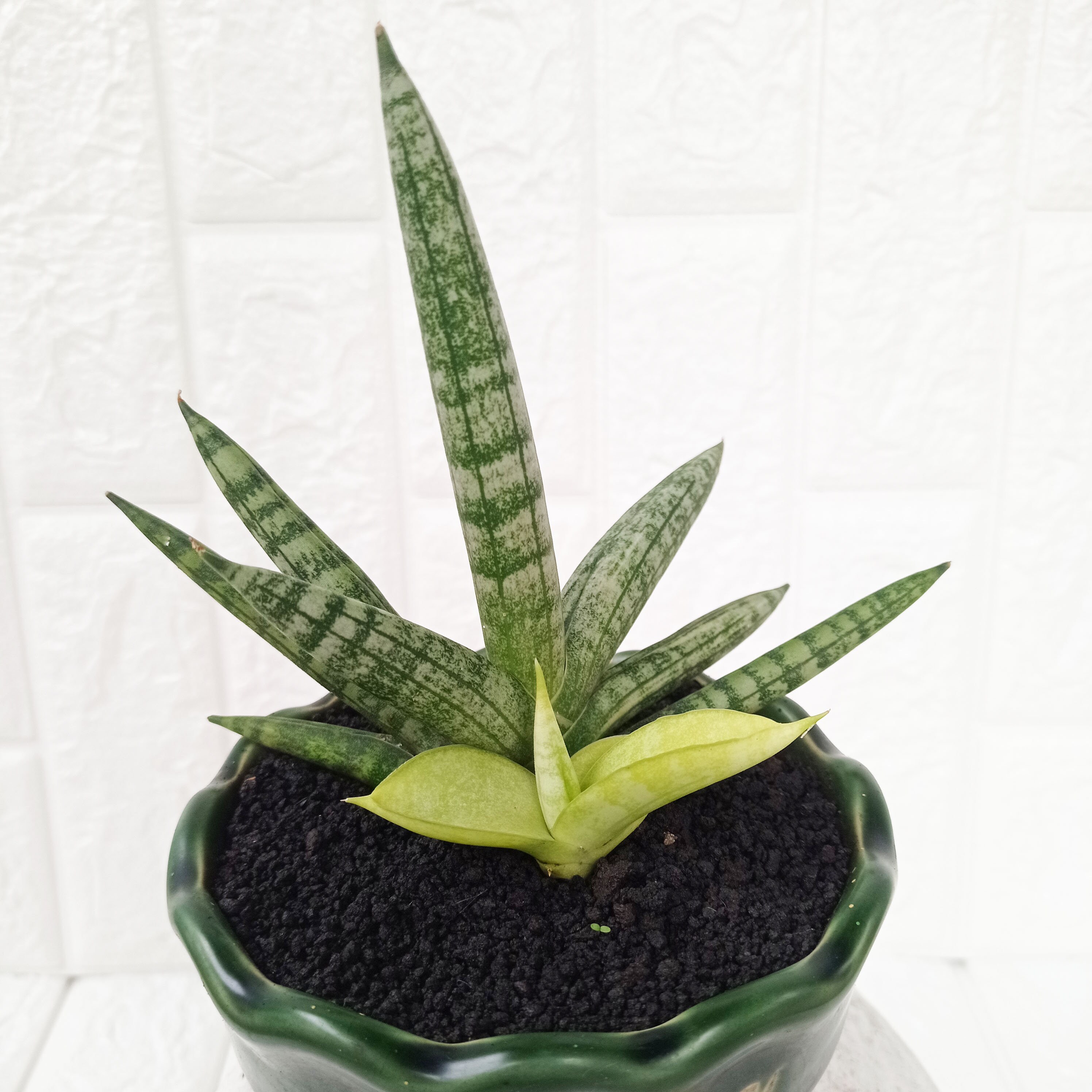 Sansevieria Boncel