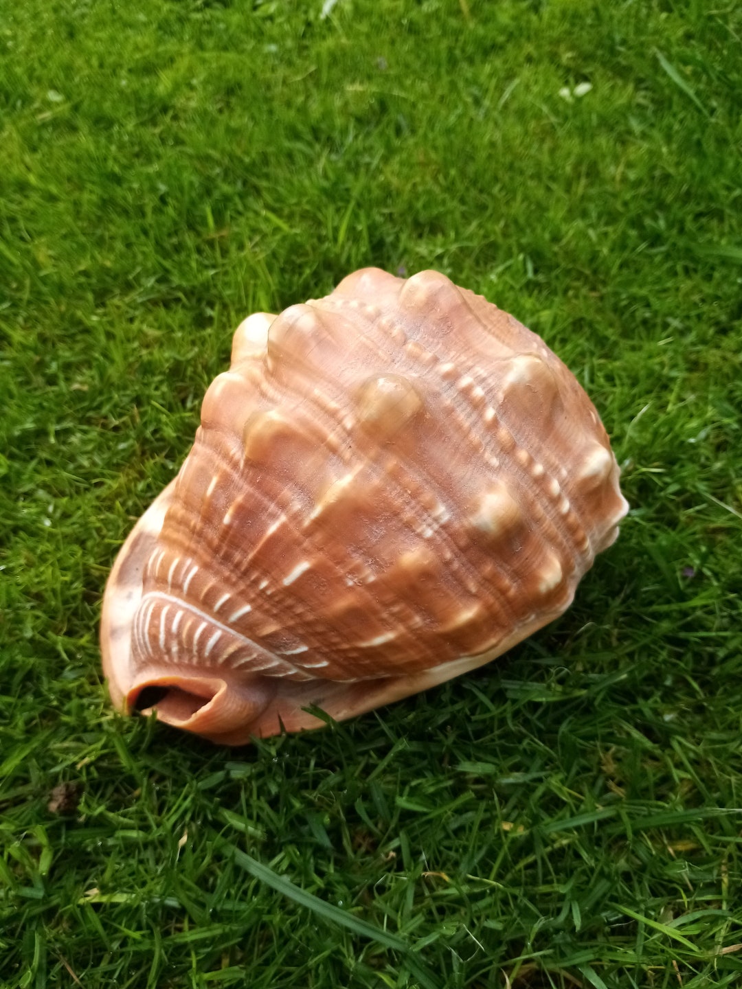 Cassis Rufa, Cypraecassis, Cypraecassis Rufa, 16x10cm Large Mussel, Sea ...