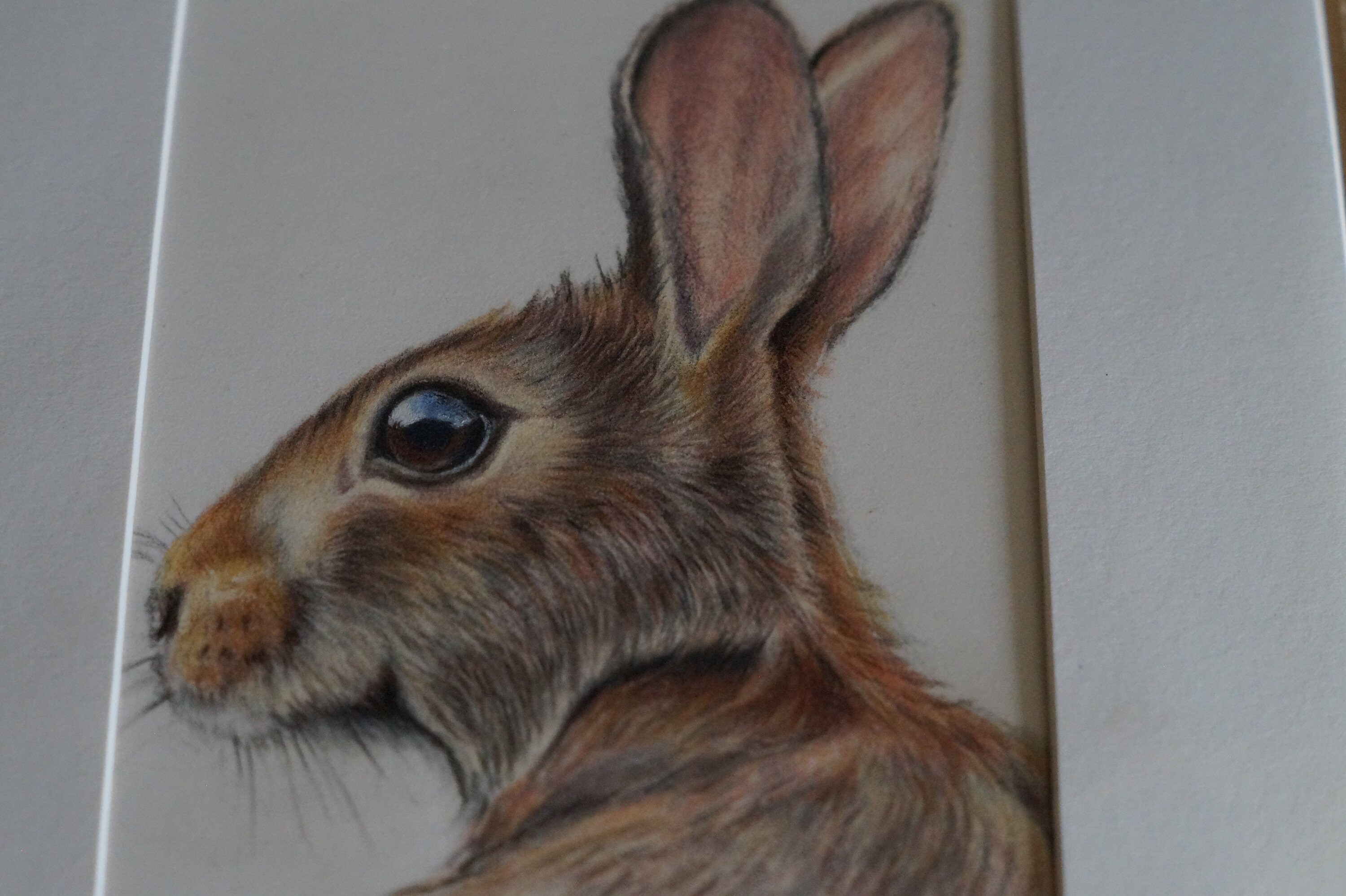 Beautiful Original Hare Pencil Drawing by Artist Sue Barratt - Etsy