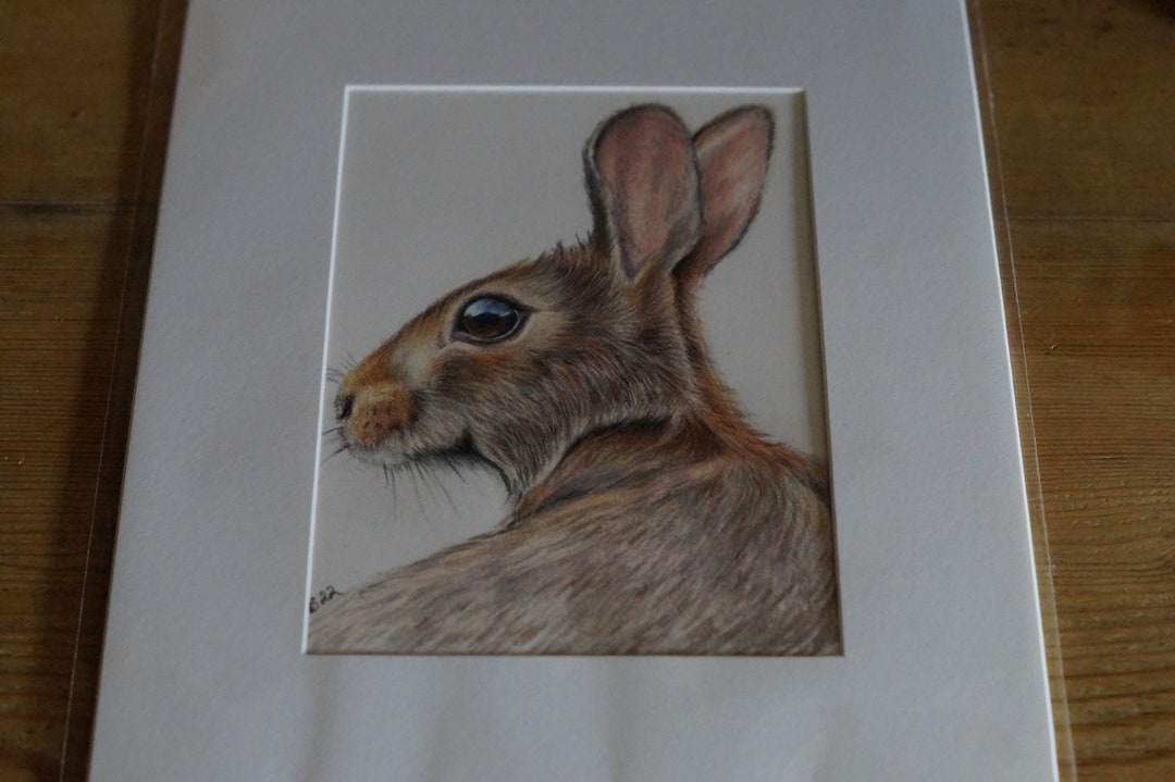 Beautiful Original Hare Pencil Drawing by Artist Sue Barratt - Etsy