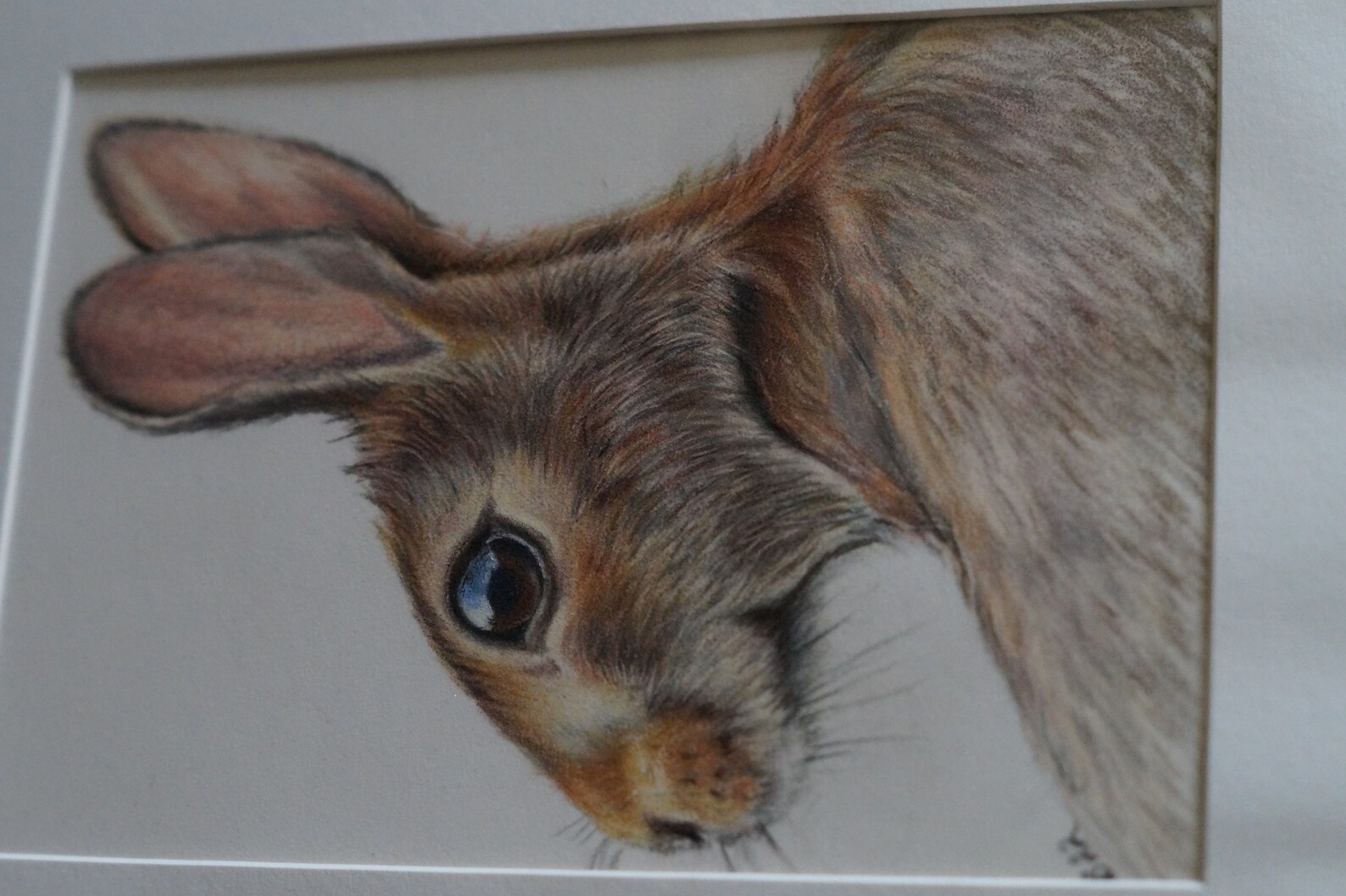 Beautiful Original Hare Pencil Drawing by Artist Sue Barratt | Etsy