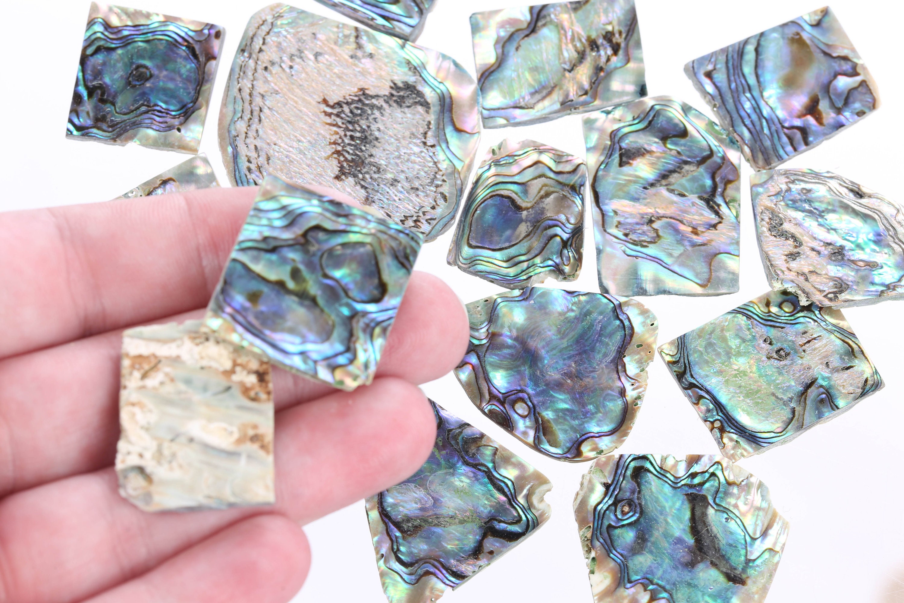 Abalone Shell Slices Raw Abalone Crystal Abalone Crystal - Etsy