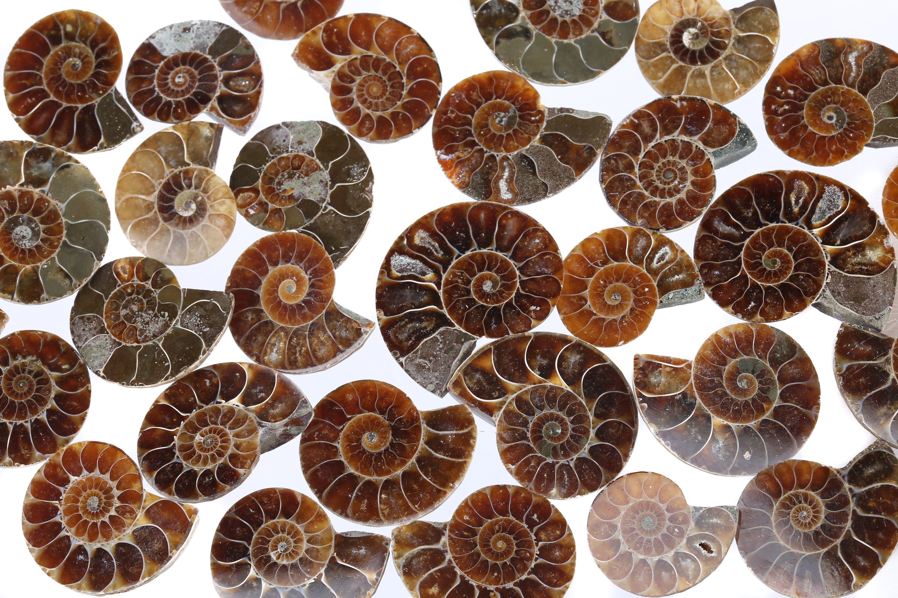 Matching Raw Ammonite Pair, Rough Natural Ammonite, Bulk Ammonite ...