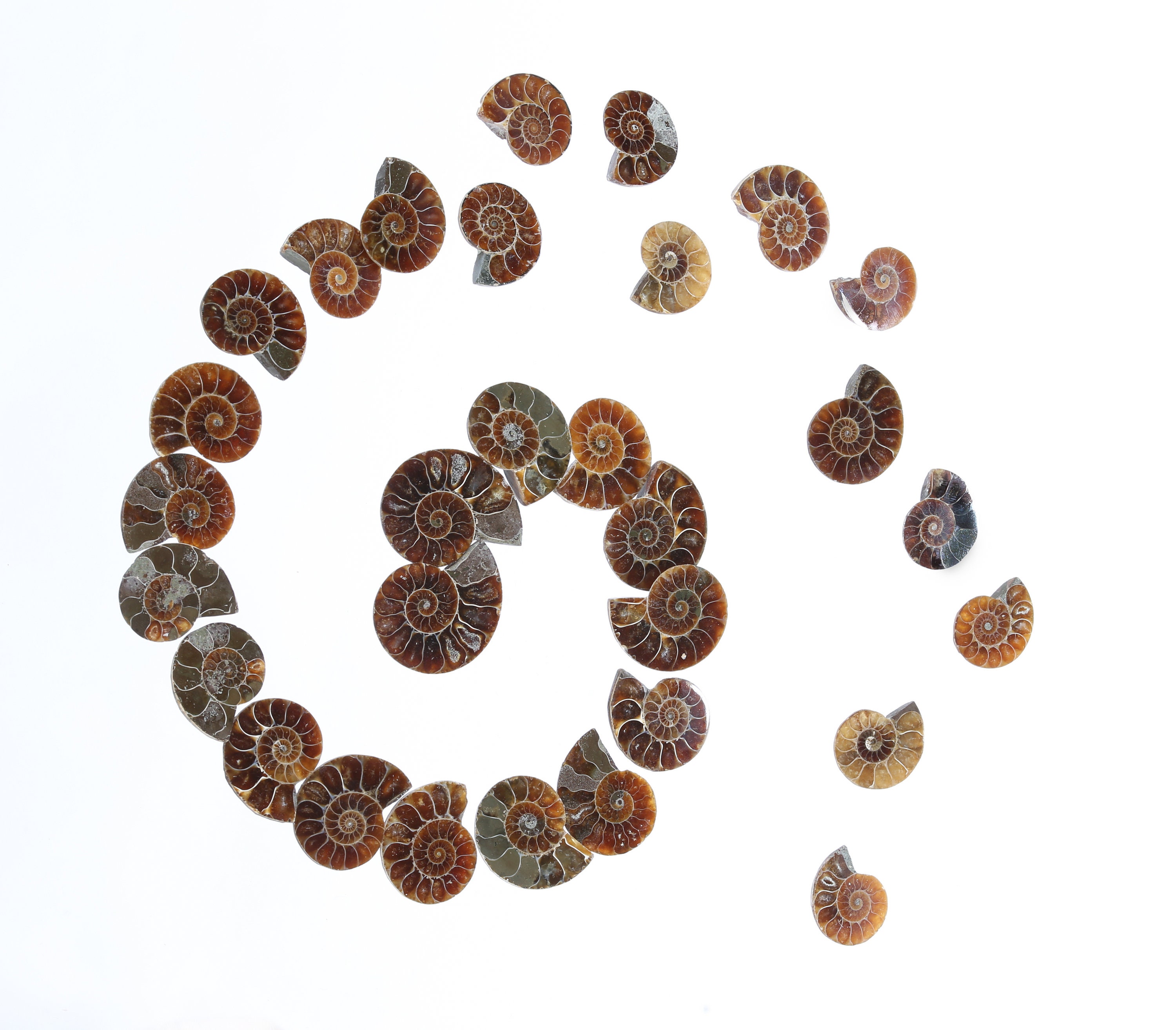 Matching Raw Ammonite Pair, Rough Natural Ammonite, Bulk Ammonite ...