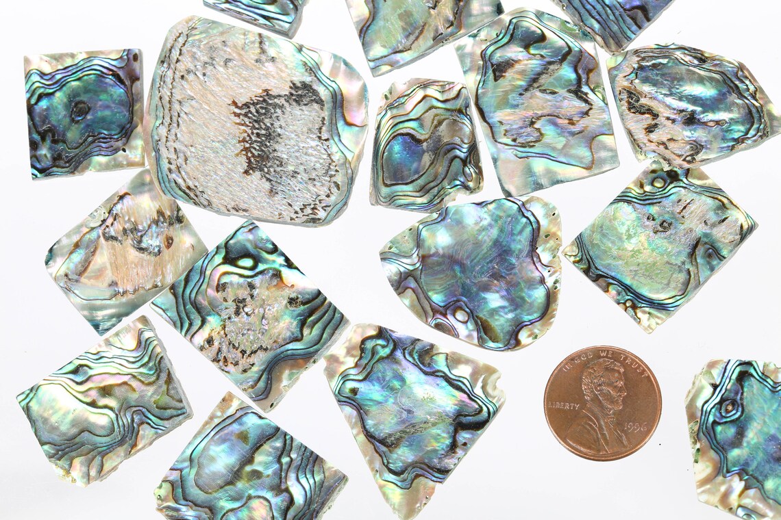 Abalone Shell Slices Raw Abalone Crystal Abalone Crystal - Etsy UK