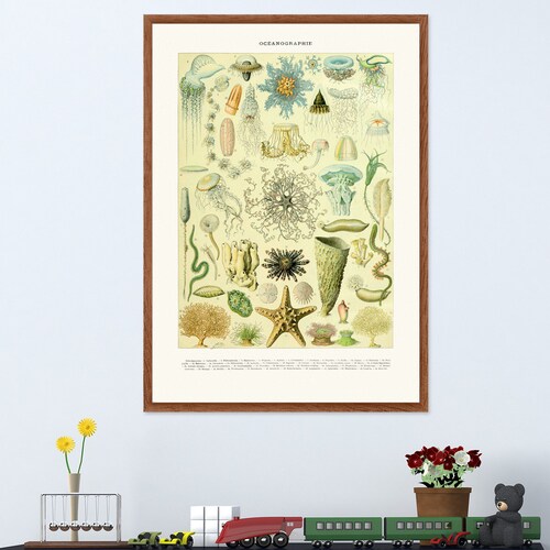 Marine Biology Print Boys Bedroom Interior Ideas Ocean Sea - Etsy