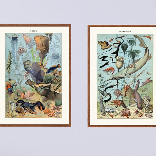 Marine Biology Print Boys Bedroom Interior Ideas Ocean Sea - Etsy