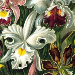 Botanical Vintage Print, Orchid Floral Canvas Print and Wooden Hanger ...