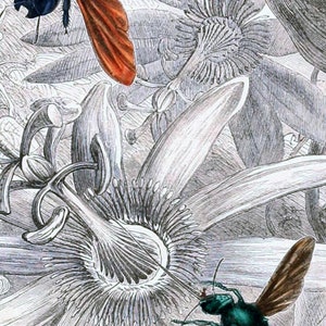 Printable Children's Wall Art, Bees Bugs Butterflies Print, Insects ...