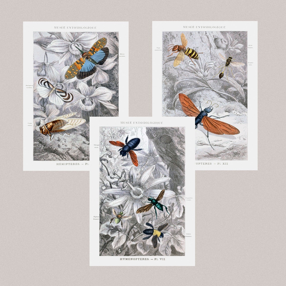 Set of 3 Entomology Prints Vintage Entomology Set of 3 Prints - Etsy