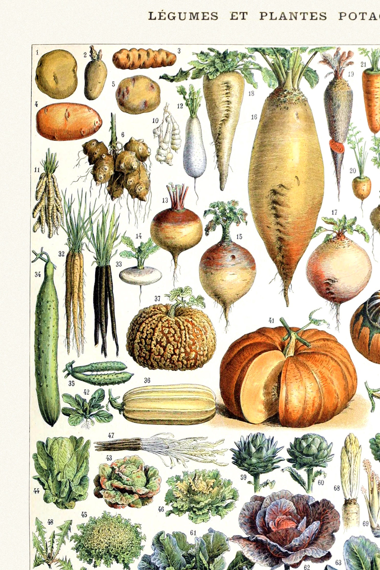 Vintage Vegetable Kitchen Print Kitchen Botanical Wall Art - Etsy