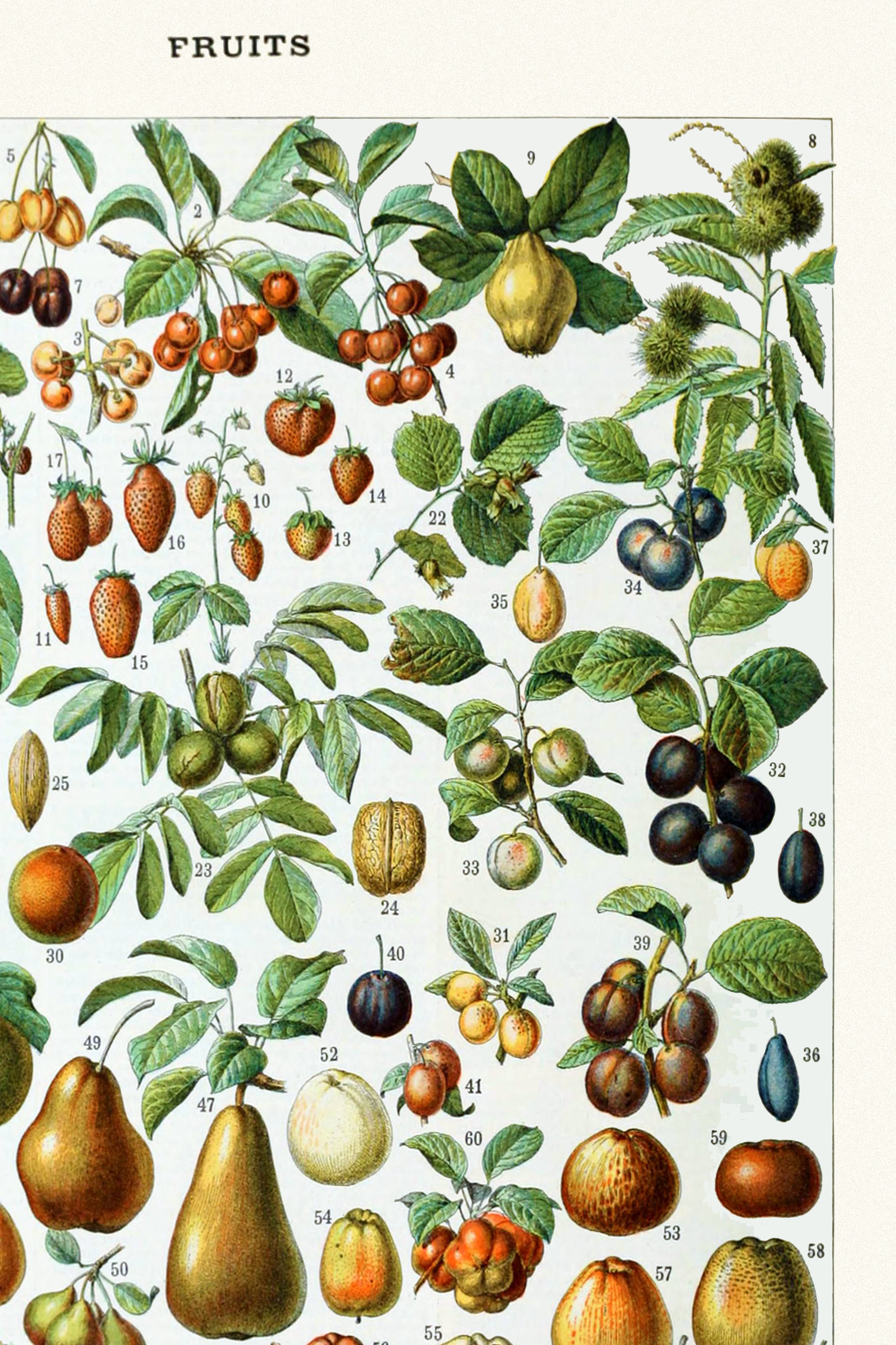 Vintage Fruit Kitchen Print Kitchen Botanical Wall Art for | Etsy