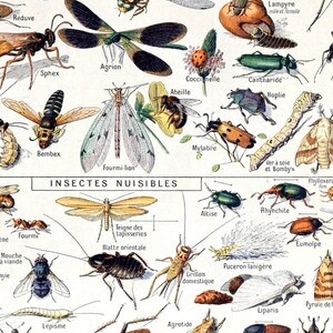 Vintage Science Print, Boys Bedroom Interior Idea, Insect Beetle Print ...