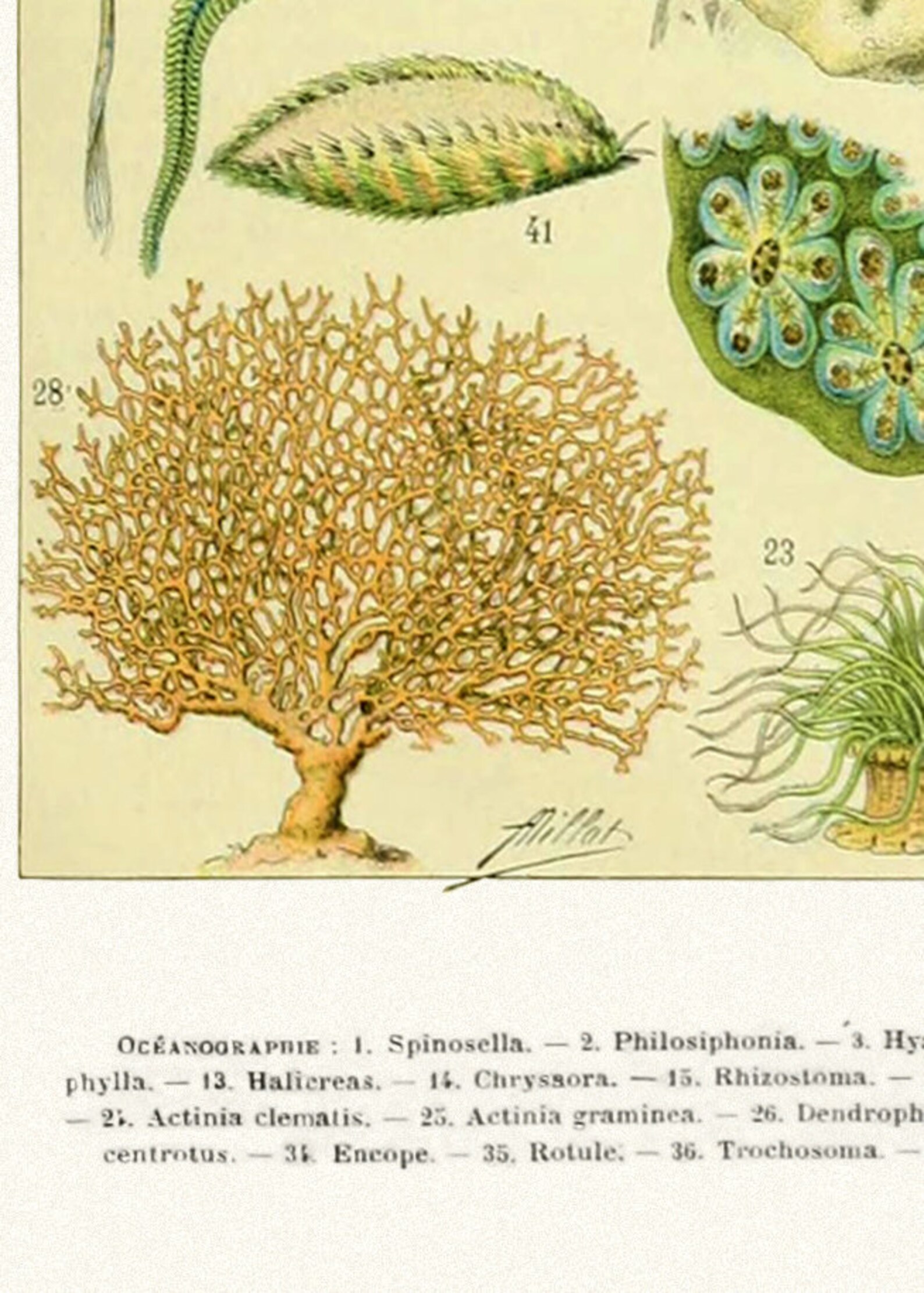 Marine Biology Print Boys Bedroom Interior Ideas Ocean Sea - Etsy