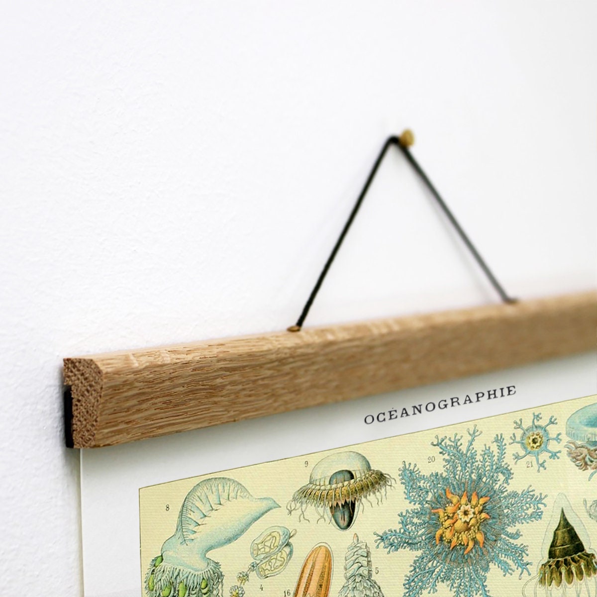 Sea Life Science Educational Canvas Wall Art and Wooden Hanger | Etsy