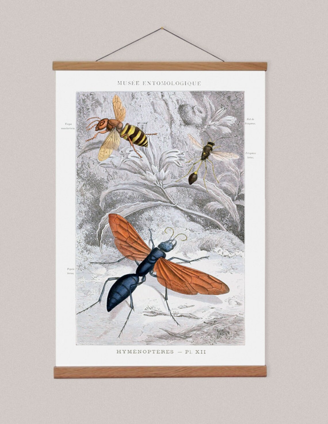 Wooden Hanger With Canvas Print of Insects Bees and - Etsy