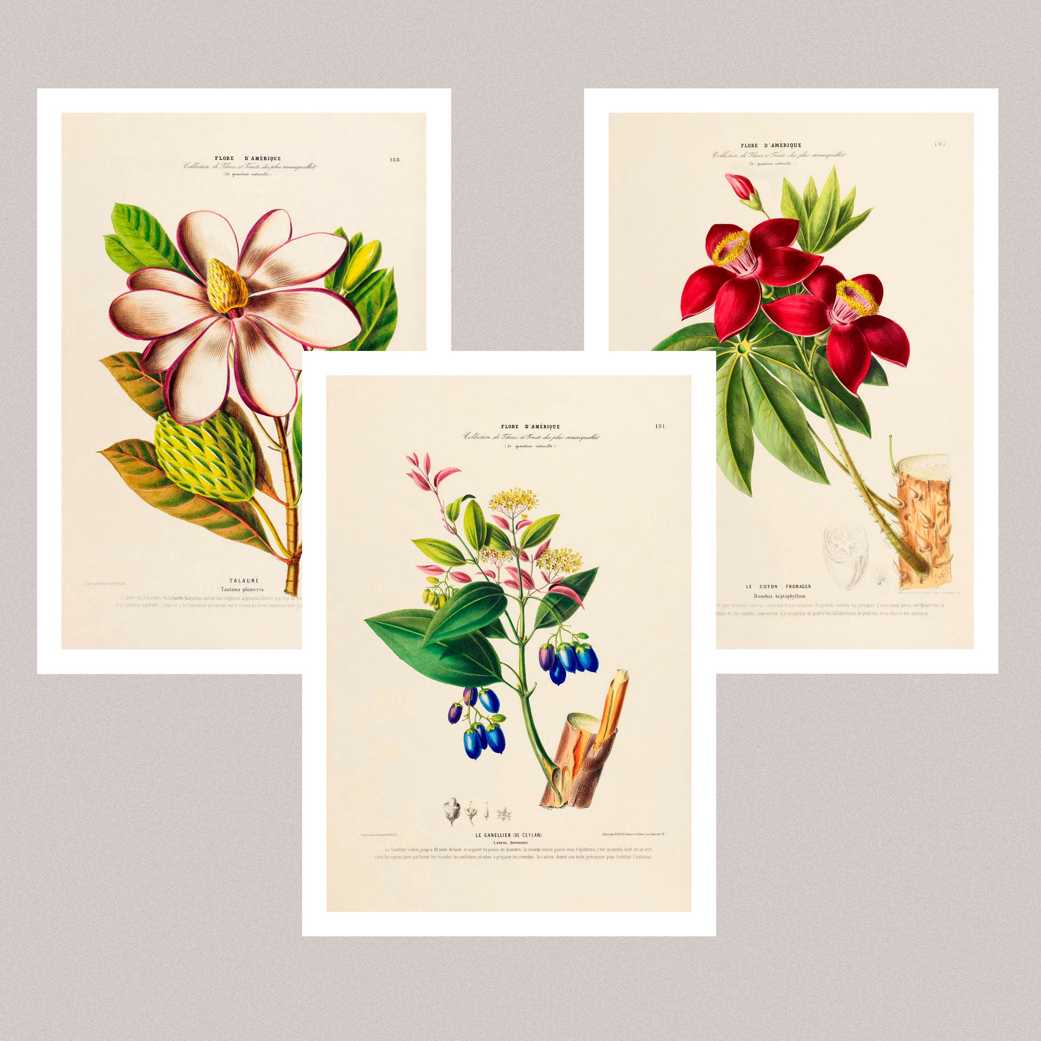 Botanical Set of 3 Prints Botanical Print Set of 3 Modern - Etsy