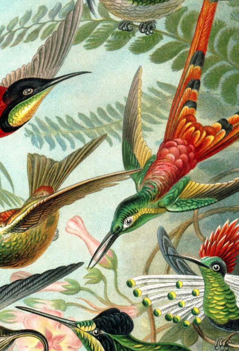 Framed Wall Art for Your Lounge Framed Hummingbird Print - Etsy UK