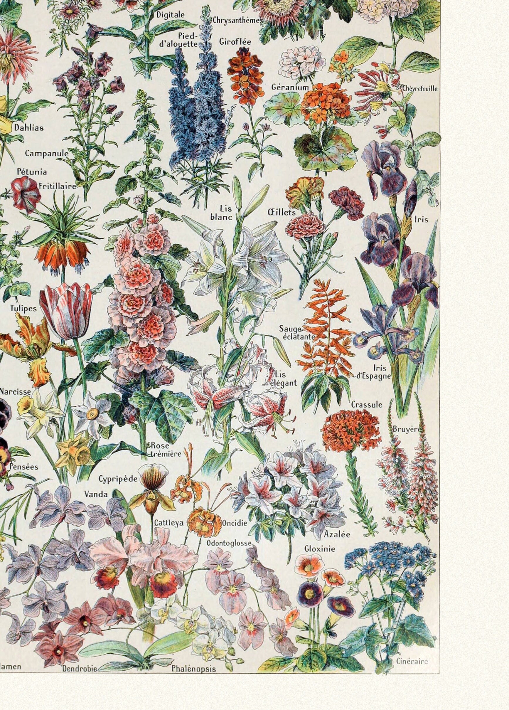 Vintage Botanical Print for Your Home, Antique Floral Print for Your ...