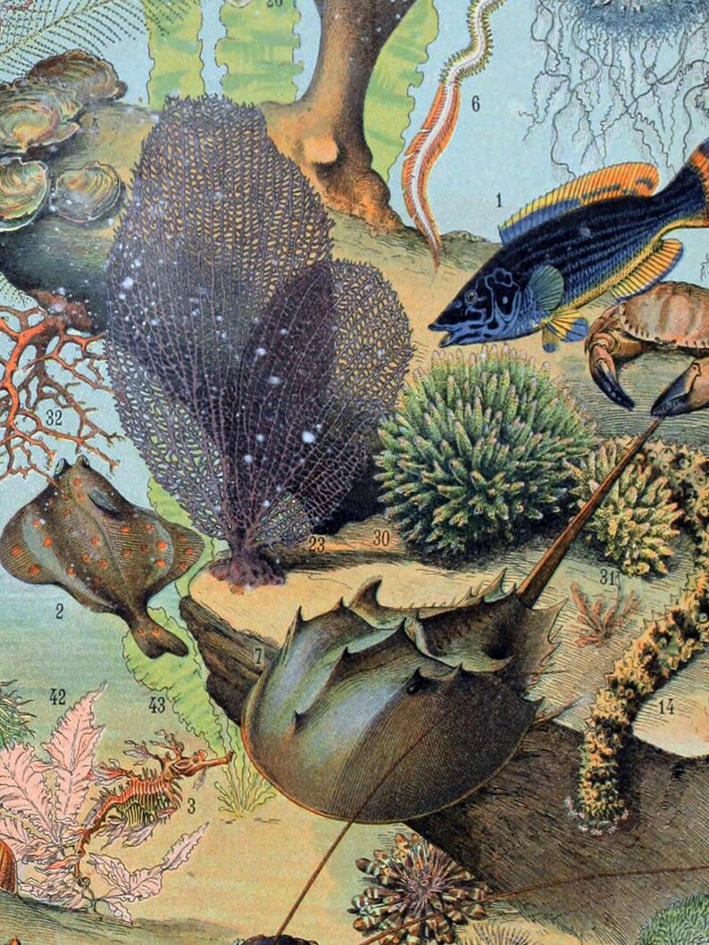 Set of 2 Marine Biology Prints Boys Bedroom Interior Ideas | Etsy