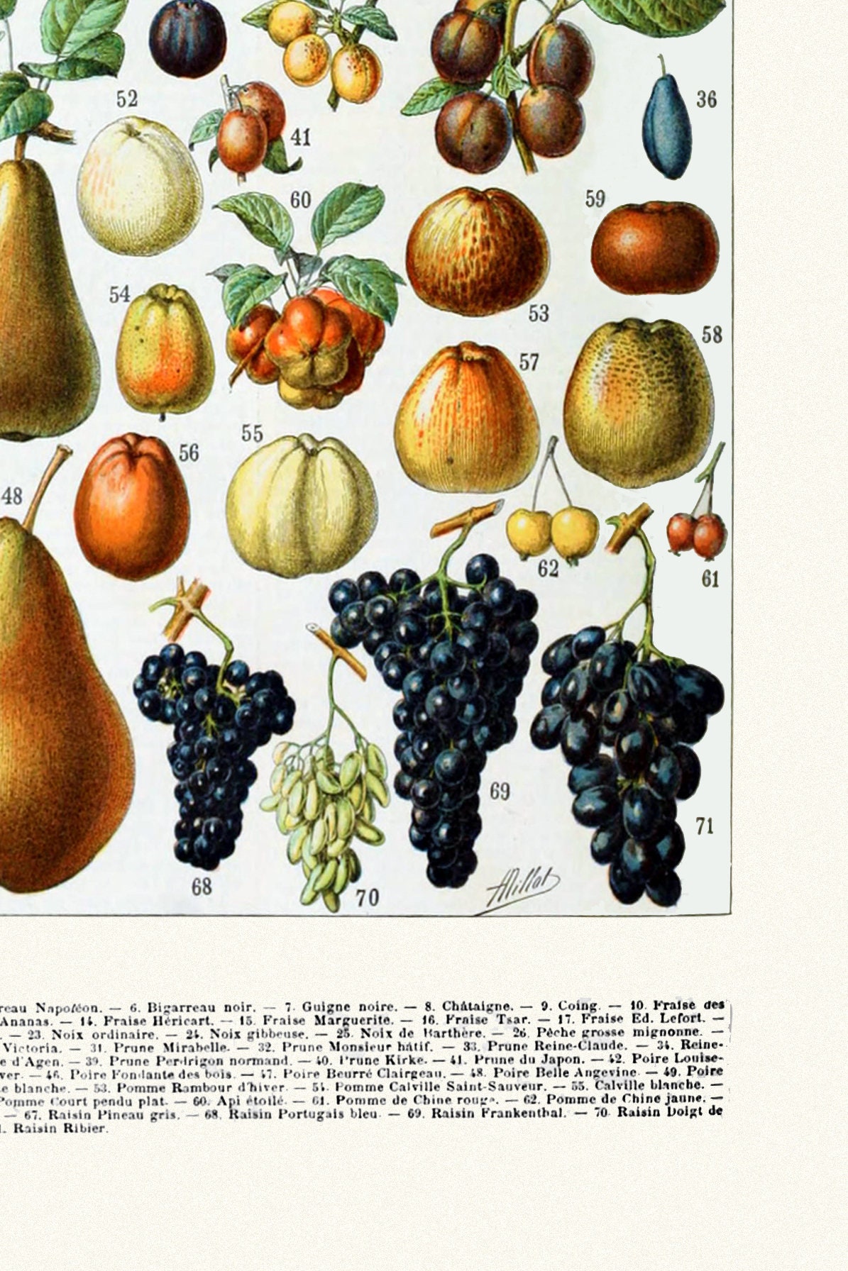 Vintage Fruit Kitchen Print, Kitchen Botanical Wall Art for Your Home ...